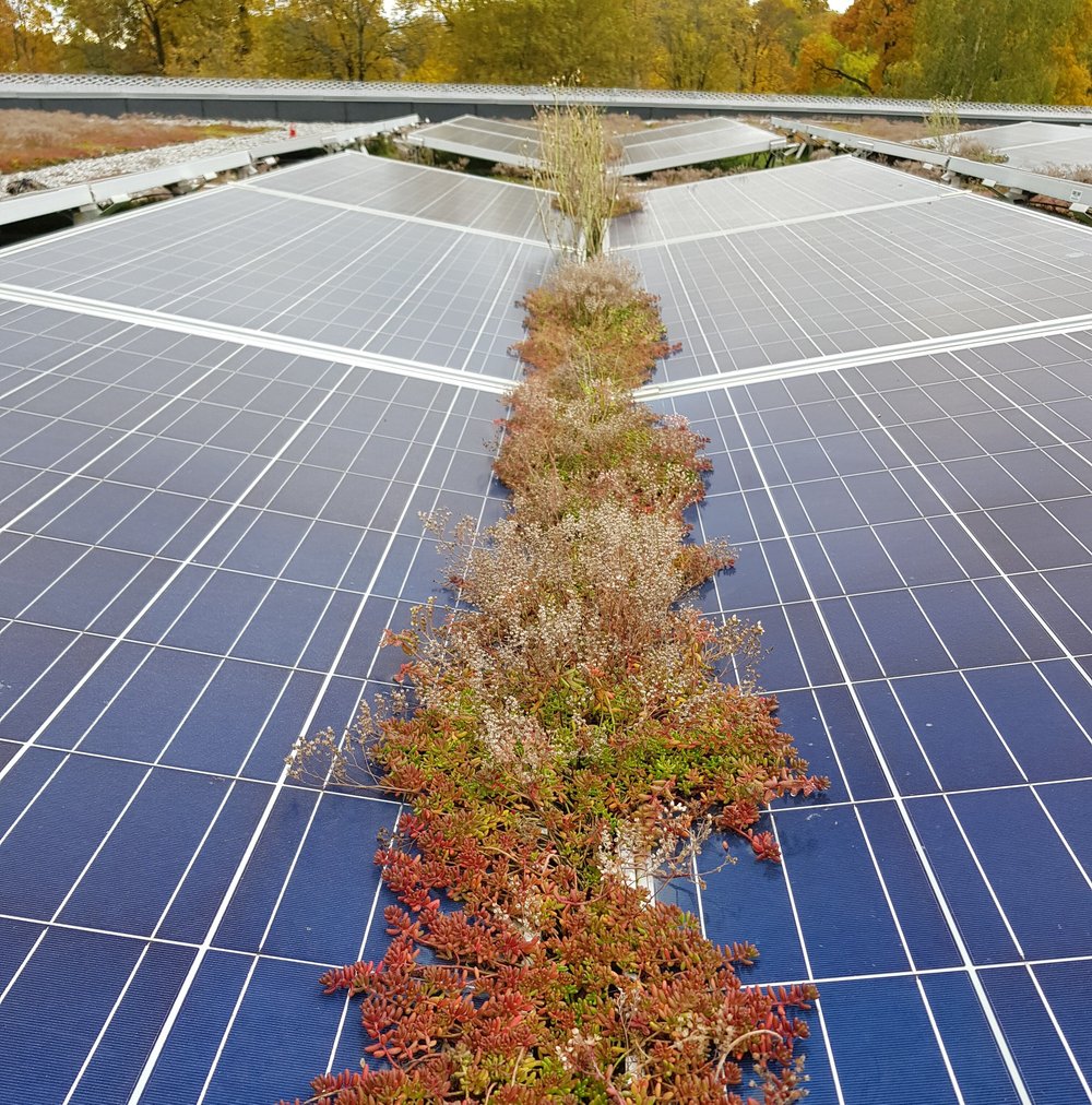 Solceller, Vannfordrøyning og Sedum - pass på dette så blir det bra
