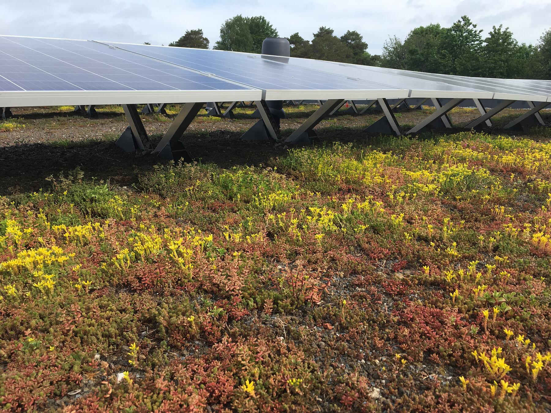 Solceller, Vannfordrøyning og Sedum - pass på dette så blir det bra